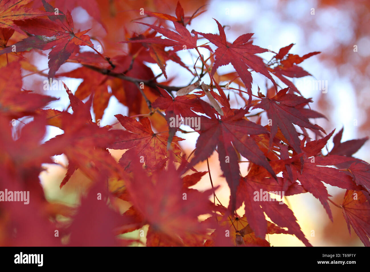 Japanese maple tree leaves background with bokeh Stock Photo - Alamy
