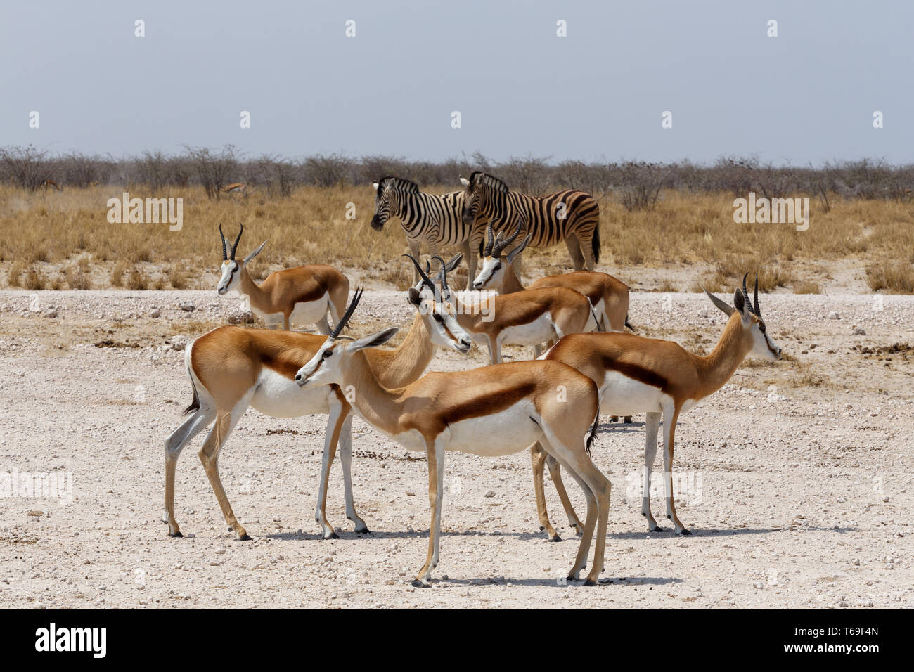 herd of springbok in Etosha Stock Photo - Alamy