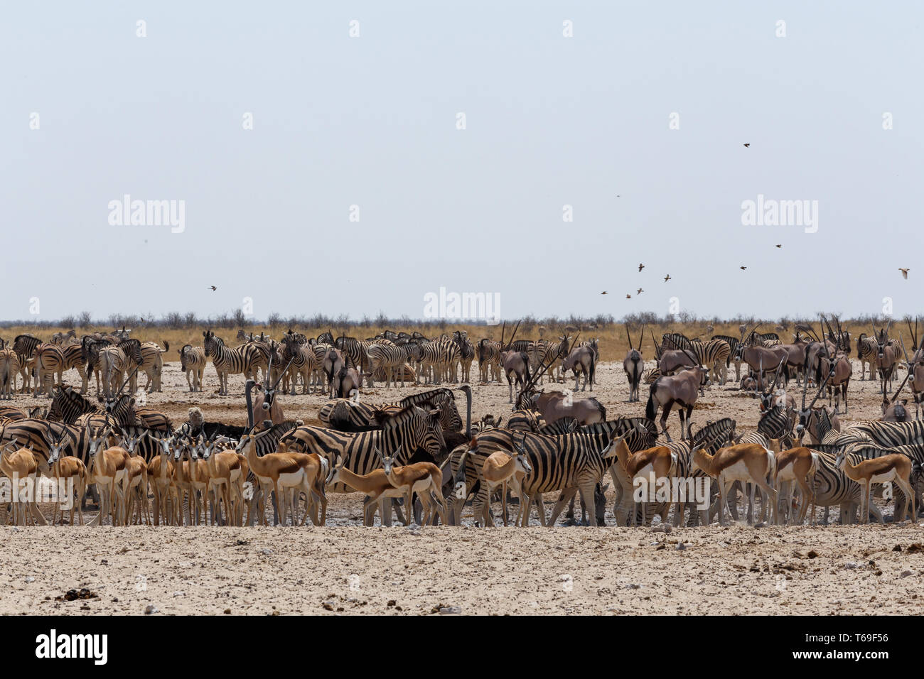 crowded waterhole with wild animals Stock Photo - Alamy