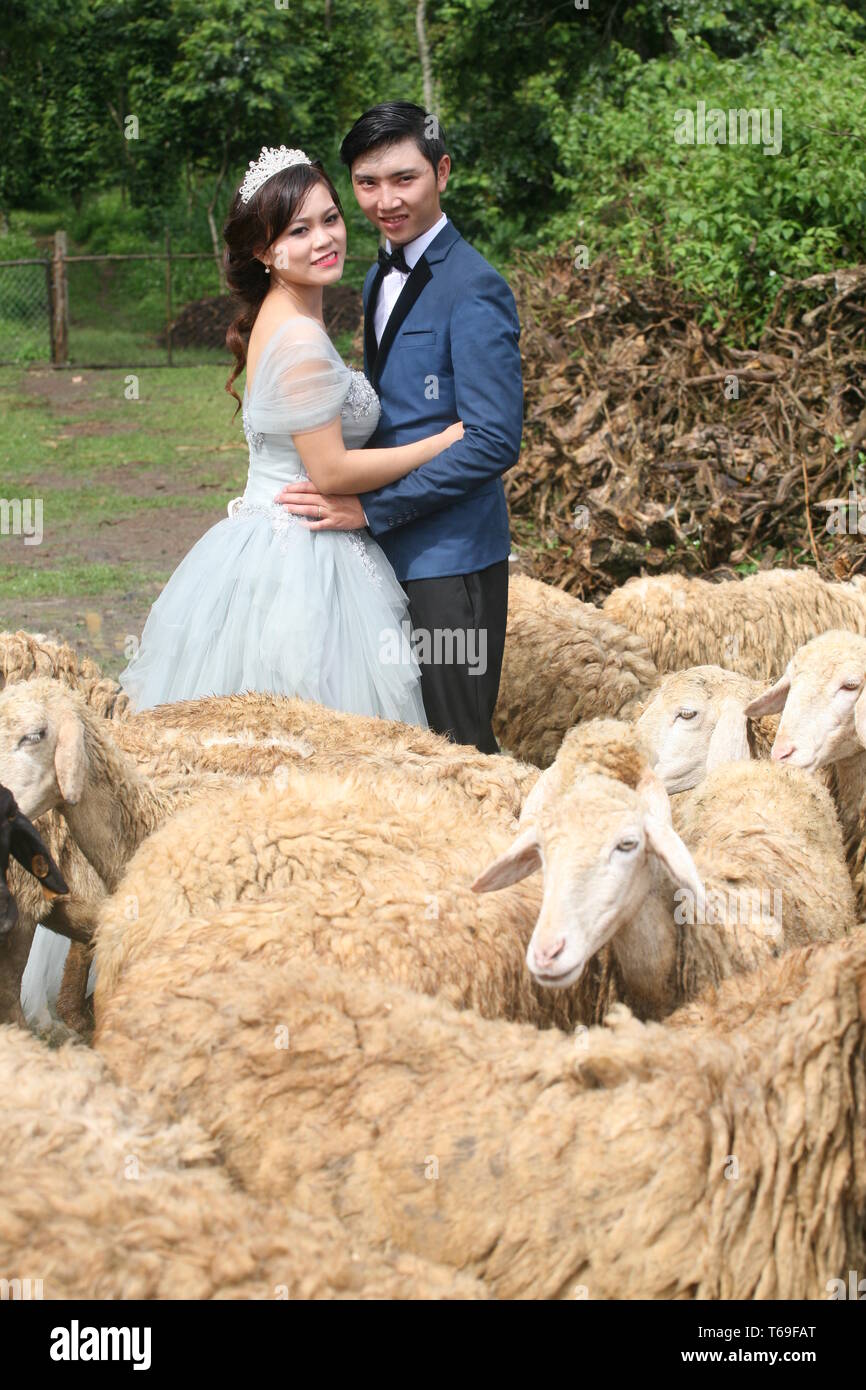 photo of bride and groom in a flock of sheep Stock Photo - Alamy