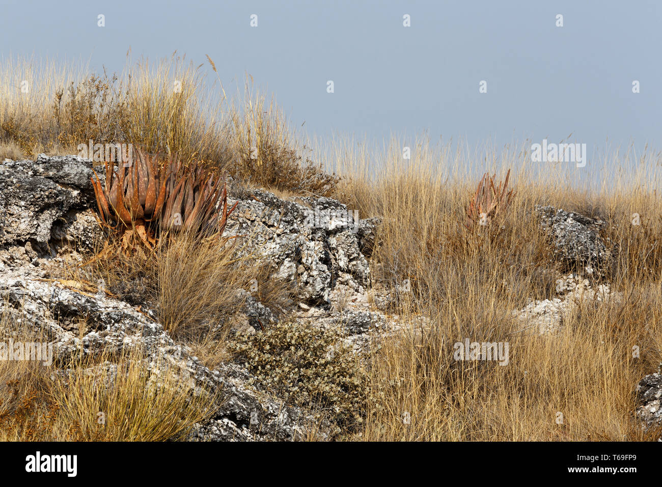 flowering aloe in the Etosha desert Stock Photo - Alamy