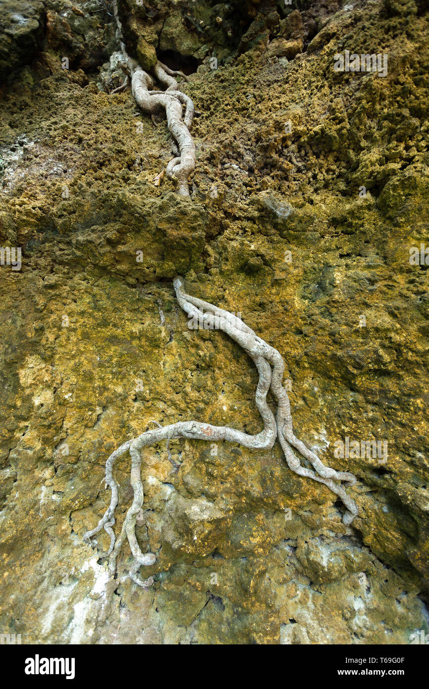 Whole Tree And Roots High Resolution Stock Photography and Images - Alamy