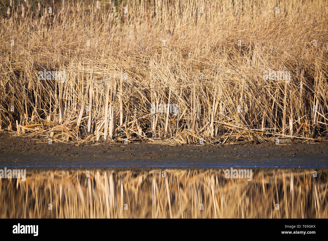 reeds at the pond Stock Photo - Alamy