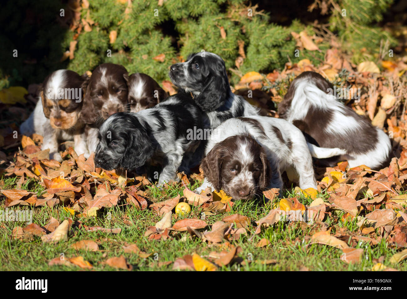 Orange And White English Cocker Spaniel High Resolution Stock ...