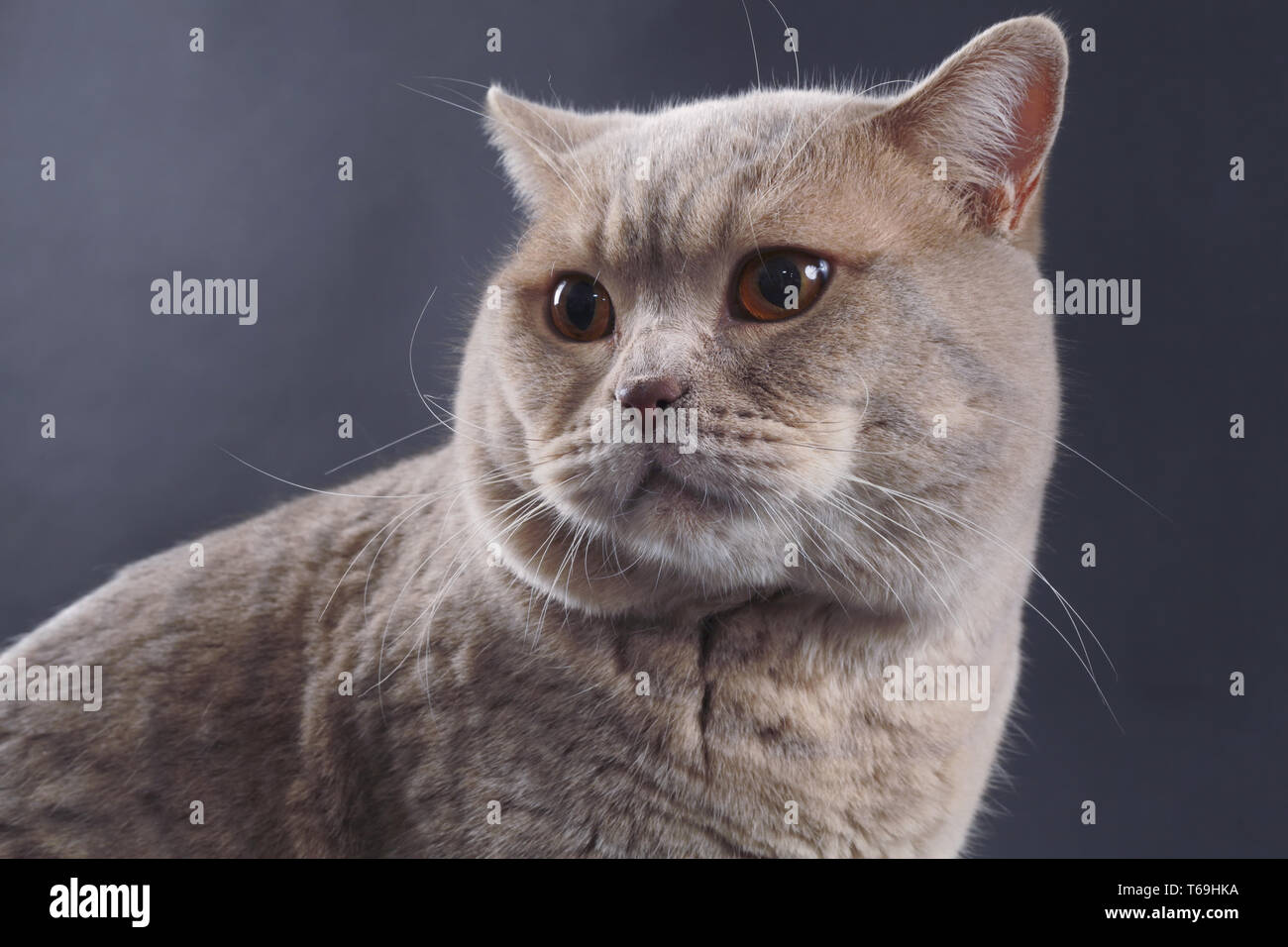 British Short Hair Cat Stock Photo - Alamy