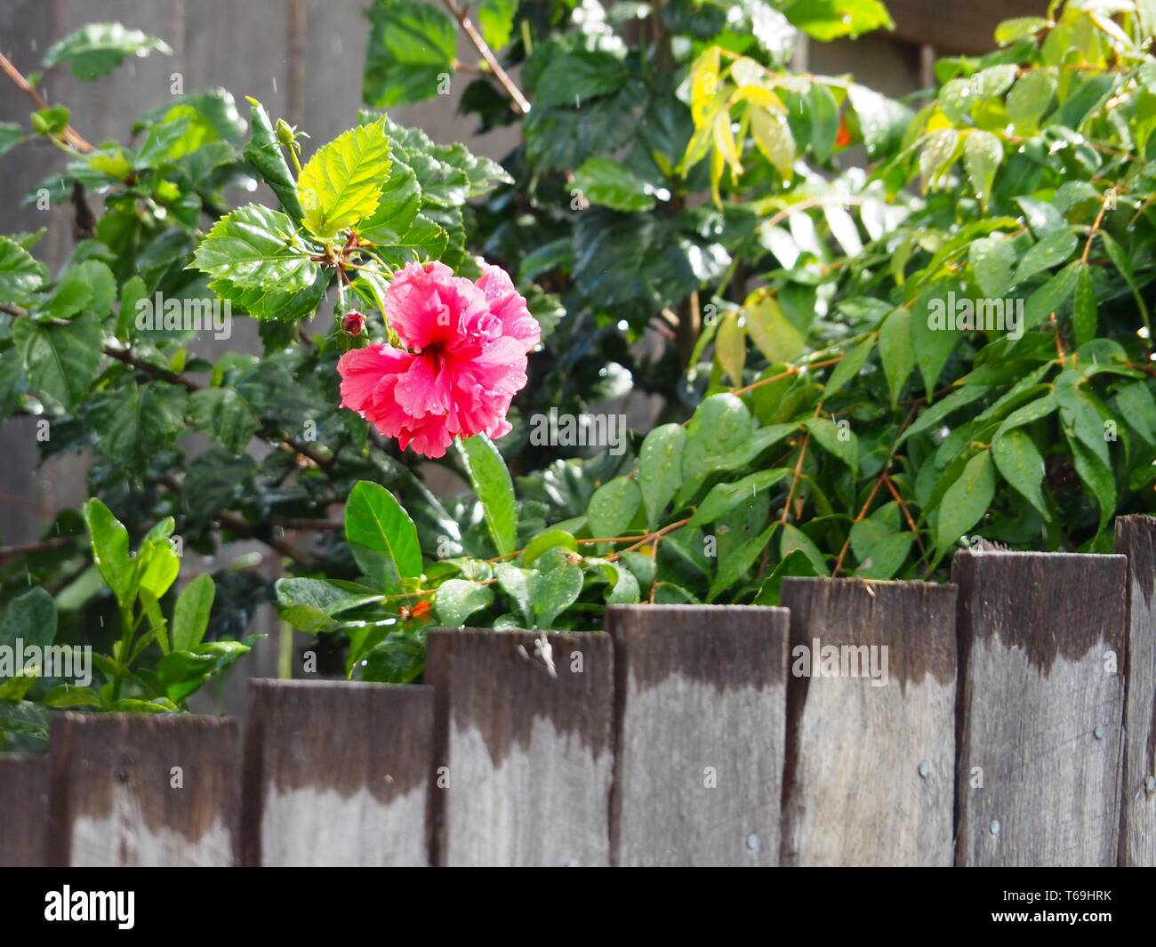 Paling Fence High Resolution Stock Photography and Images - Alamy