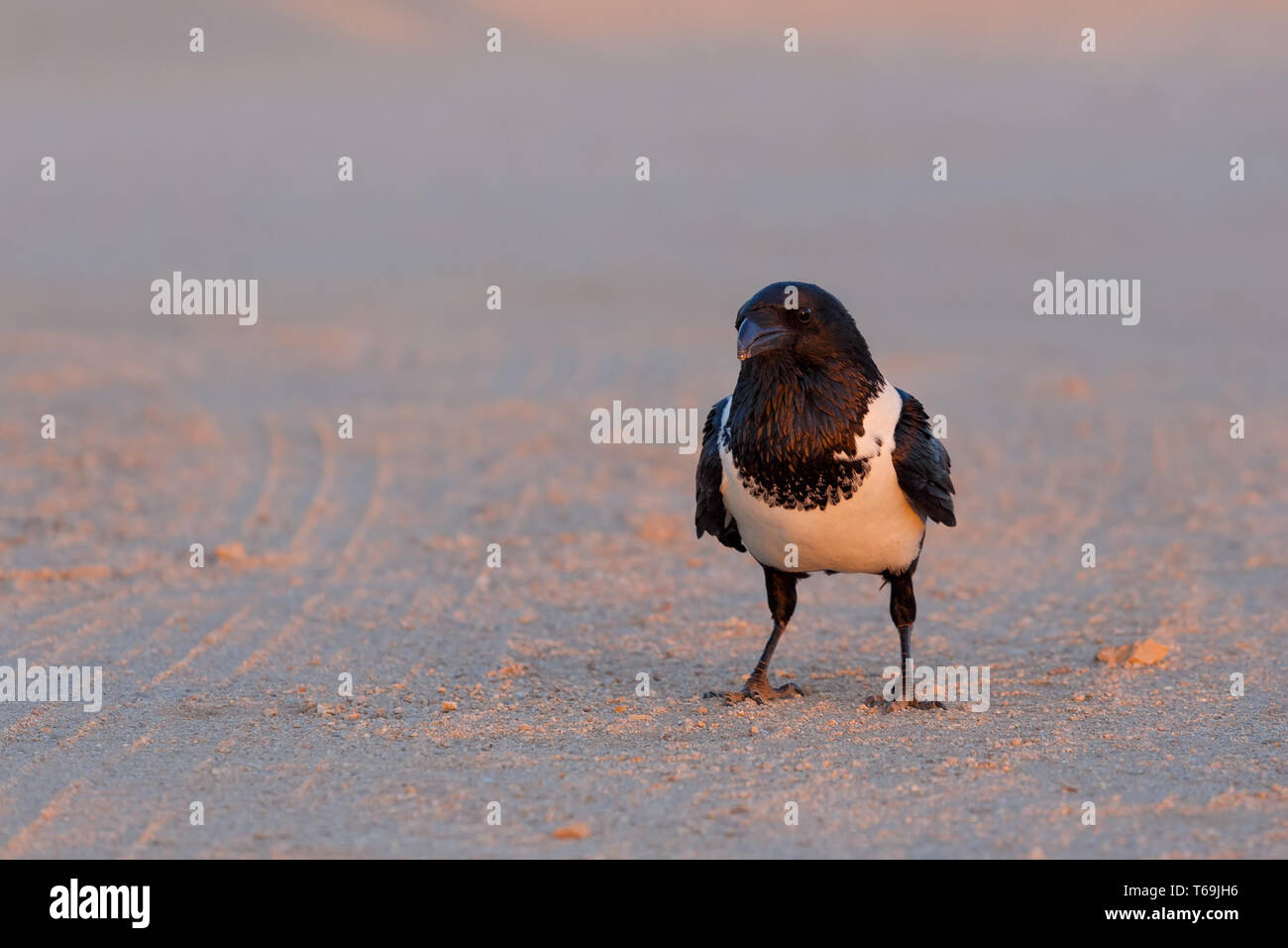 Pied raven hi-res stock photography and images - Alamy