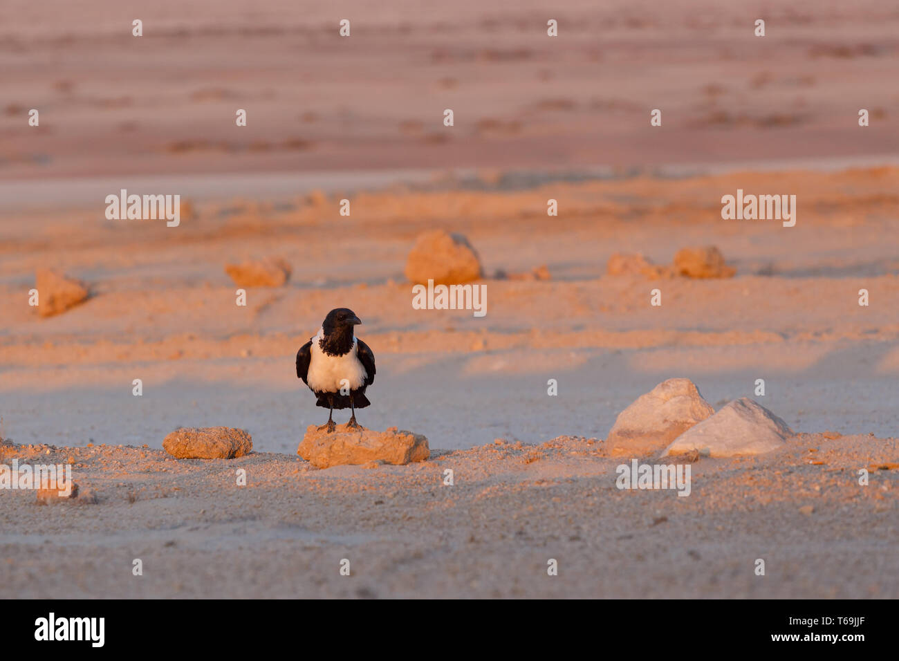 Tar Road In The Sand Desert High Resolution Stock Photography and ...