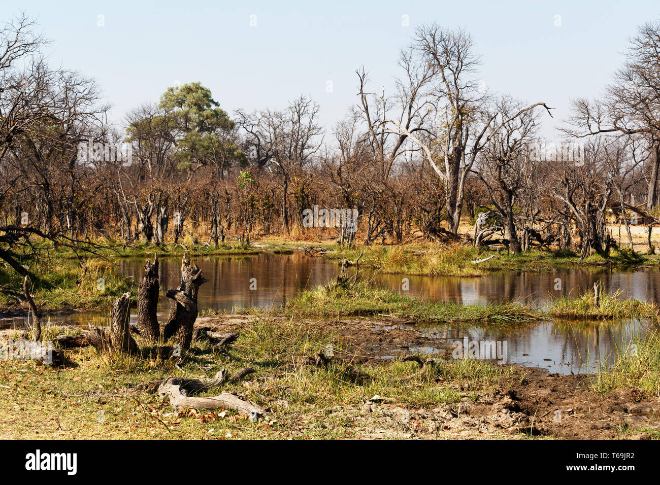 Moremi game reserve landscape Stock Photo - Alamy