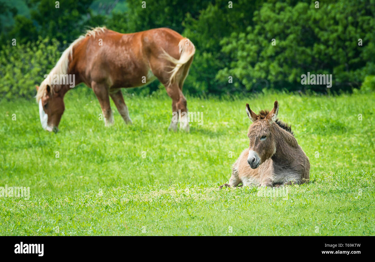 Belgian draft horse hi-res stock photography and images - Alamy