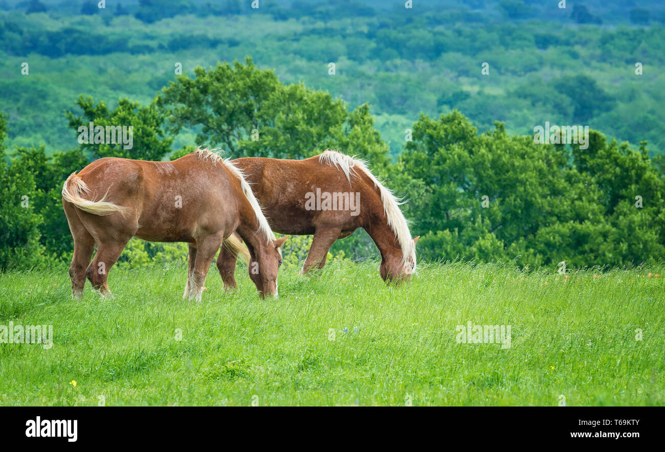Belgian draft horses hi-res stock photography and images - Alamy