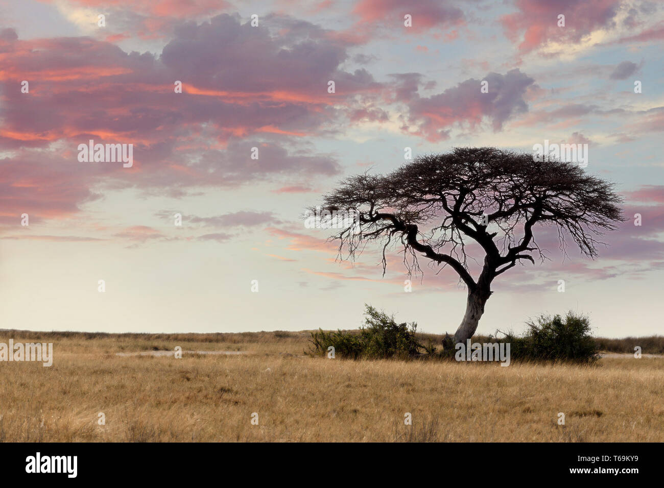 Large Acacia tree in the open savanna plains Africa Stock Photo - Alamy