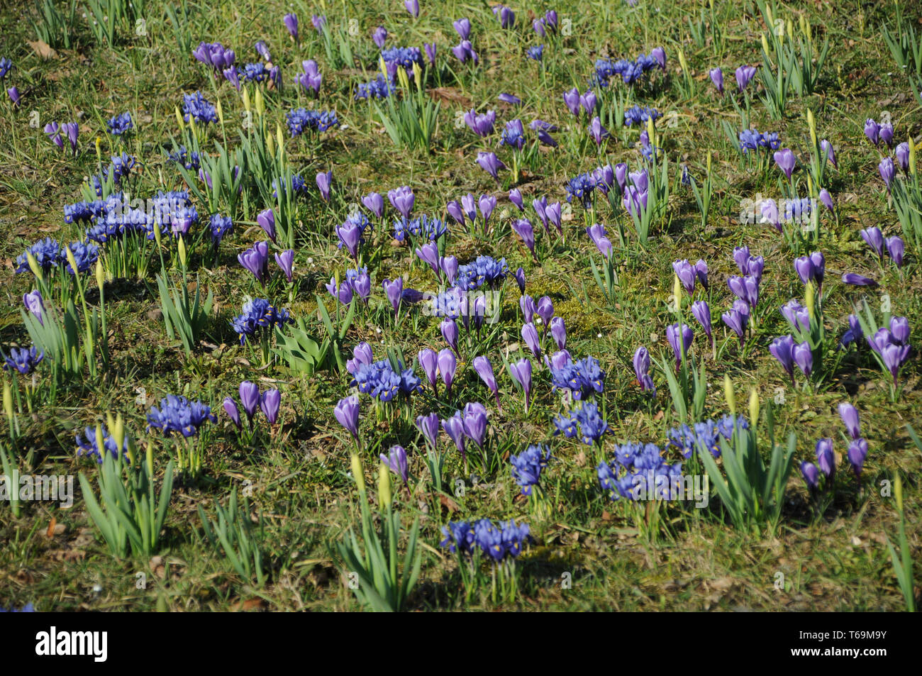 Dwarf iris crocus hi-res stock photography and images - Alamy