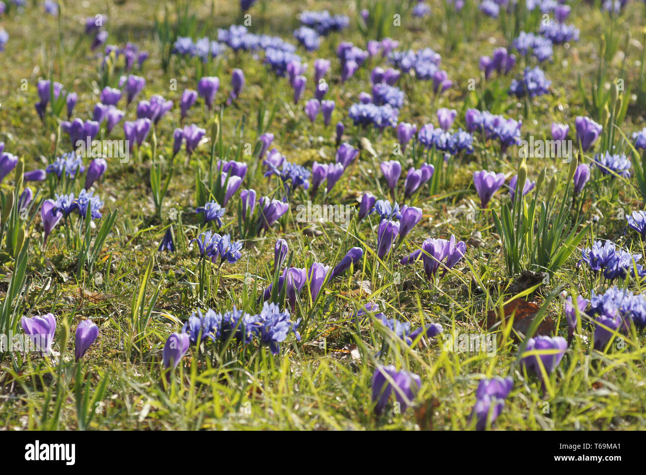 Dwarf iris crocus hi-res stock photography and images - Alamy