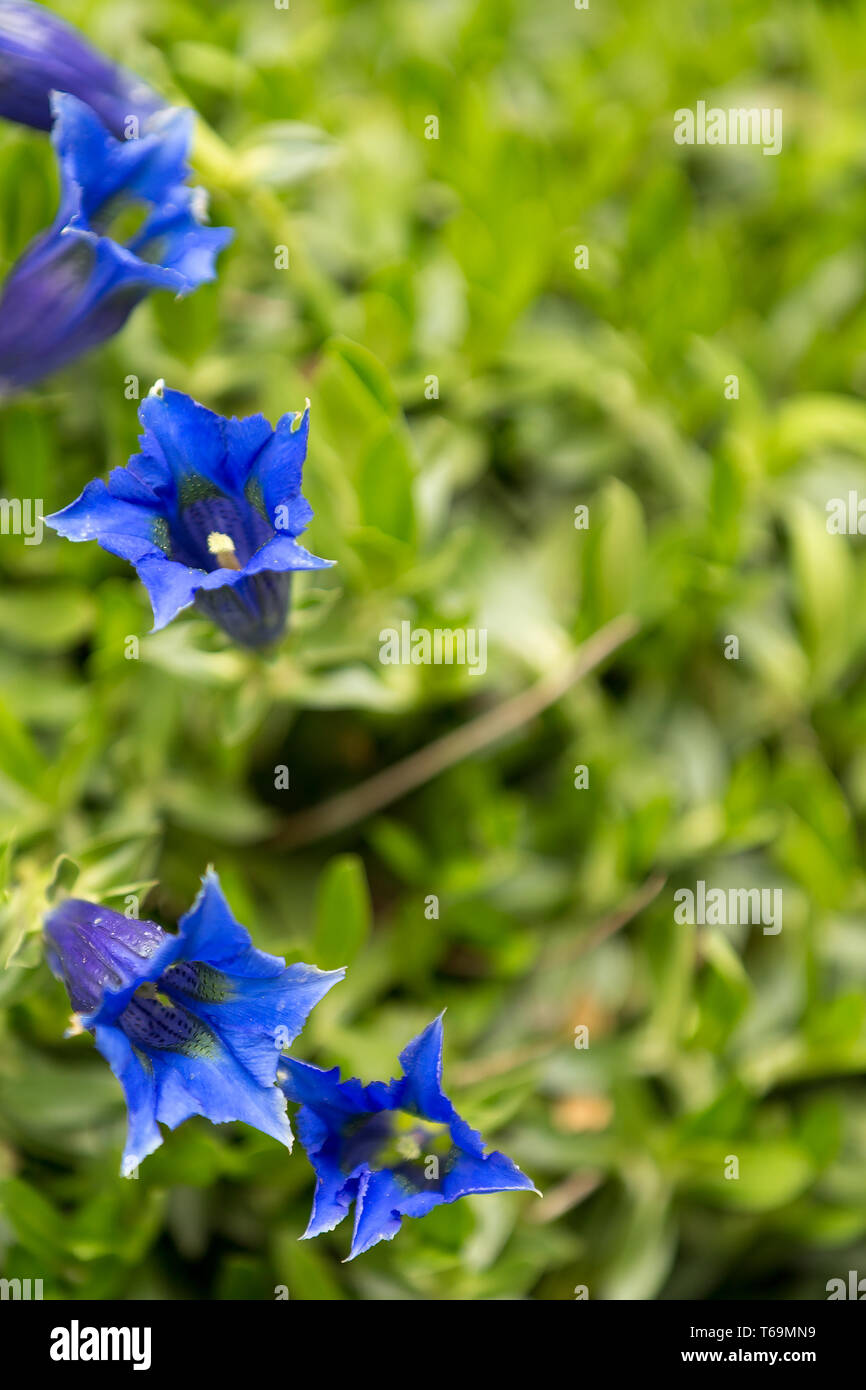 Trumpet gentiana blue spring flower in garden Stock Photo - Alamy
