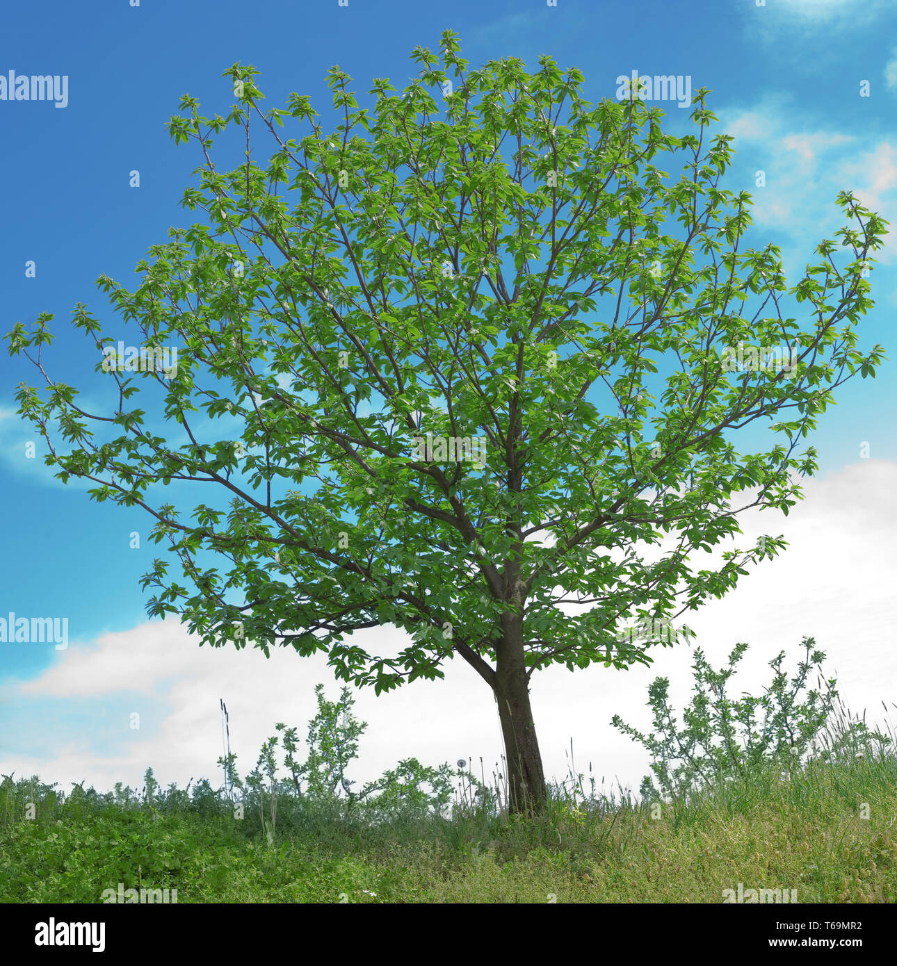 Walnut spring hi-res stock photography and images - Alamy
