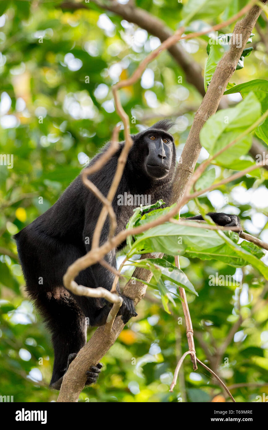 Celebes crested macaque, Sulawesi, Indonesia Stock Photo - Alamy