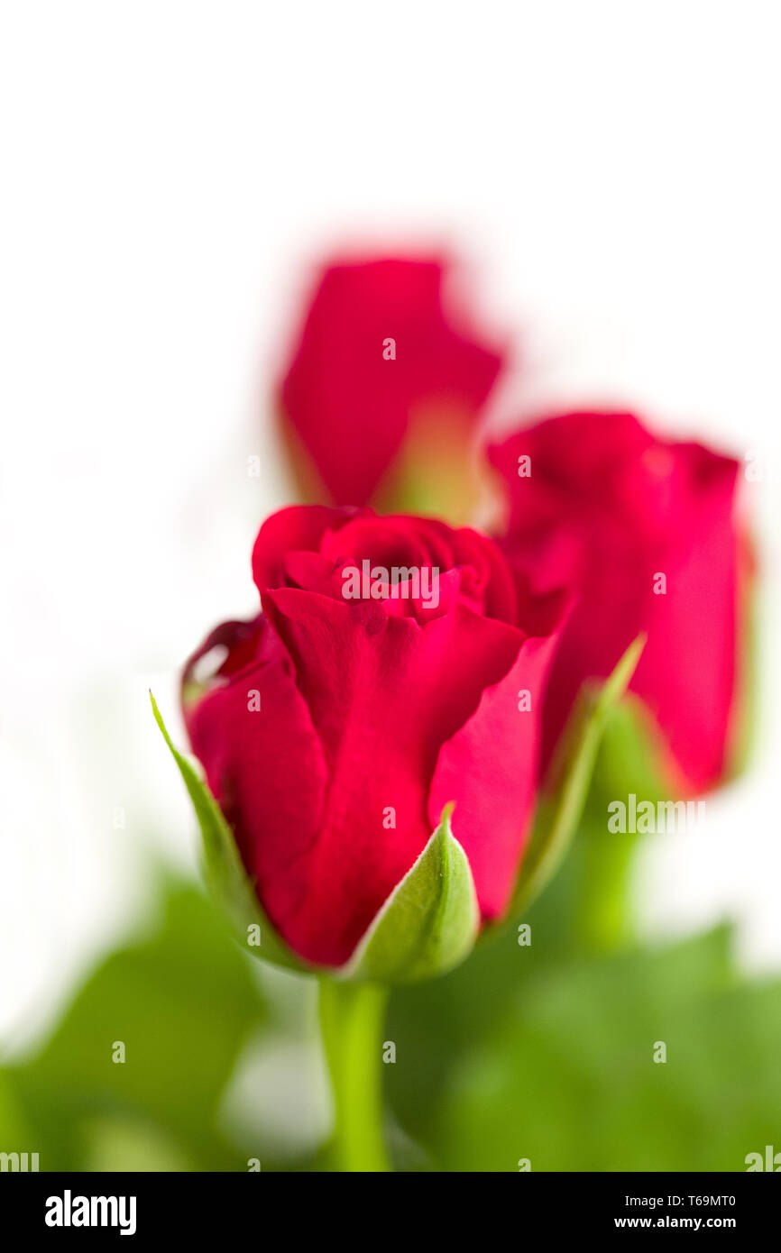 Bouquet of fresh red roses Stock Photo - Alamy
