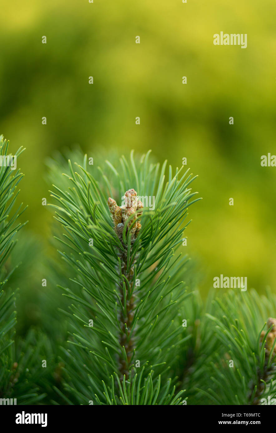 Spring shallow conifer focus hi-res stock photography and images - Alamy