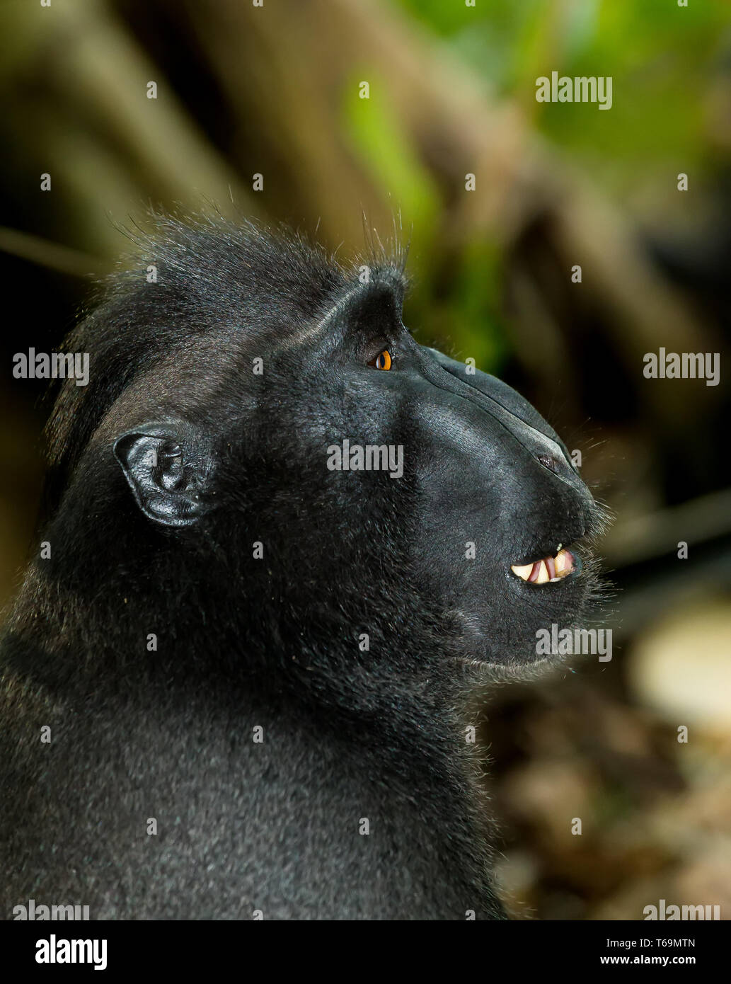 portrait of Celebes crested macaque Stock Photo - Alamy