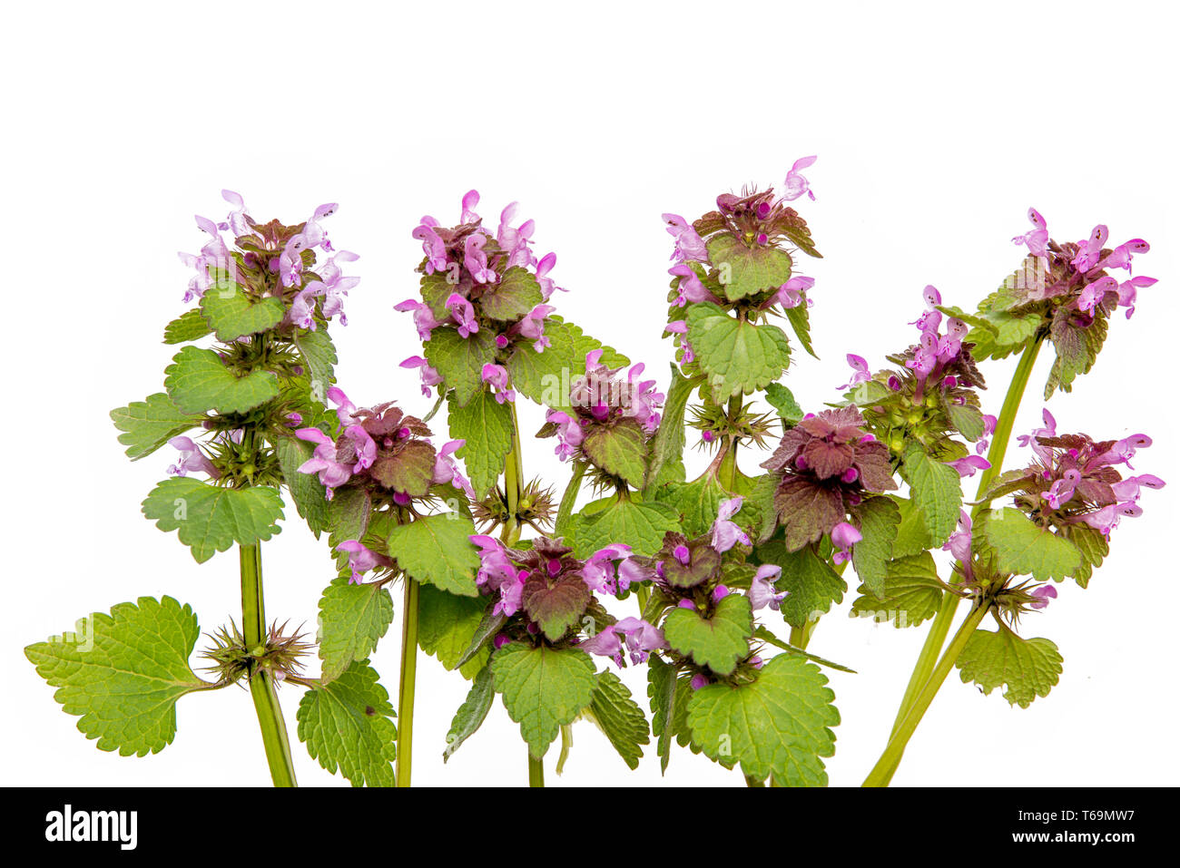 Dead-Nettle, genus Lamium, Germany Stock Photo - Alamy