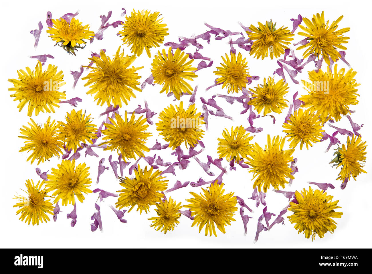 Dandelion, Taraxacum officinale, Germany, Europe Stock Photo - Alamy