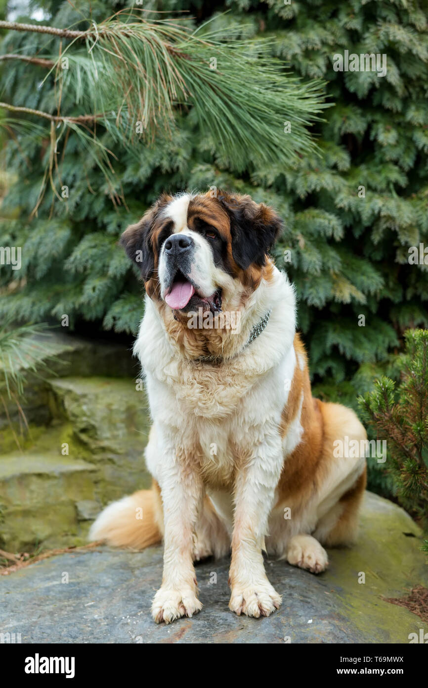 Portrait of a nice St. Bernard dog Stock Photo - Alamy