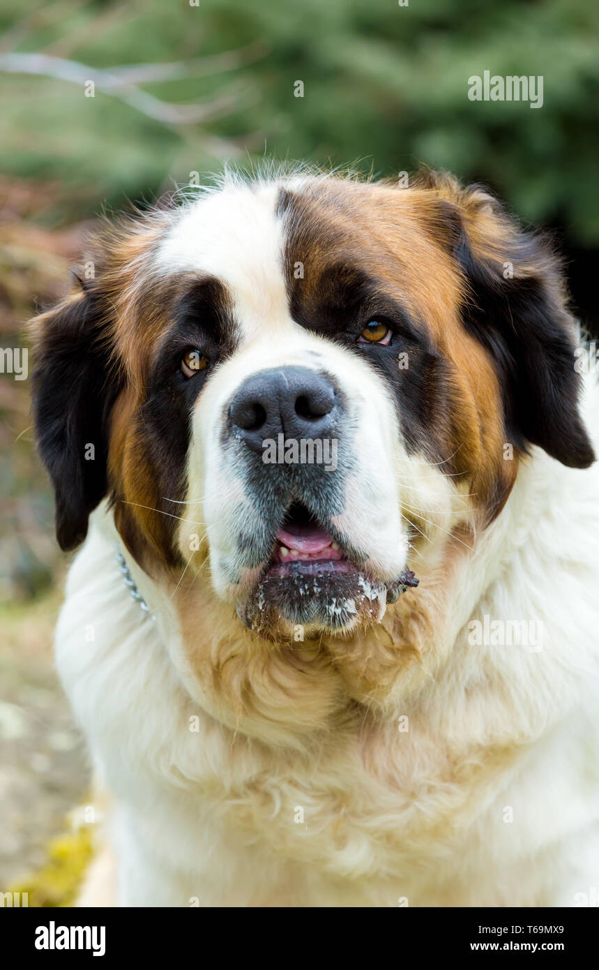 Portrait of a nice St. Bernard dog Stock Photo - Alamy
