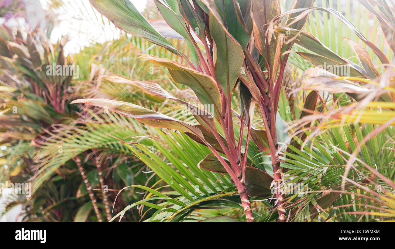 Palms, Coronado, Republic of Panamá Stock Photo - Alamy