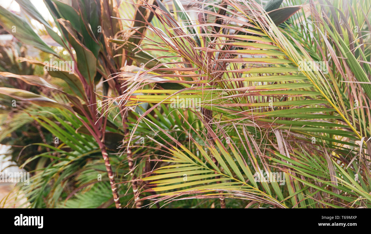 Palms, Coronado, Republic of Panamá Stock Photo - Alamy
