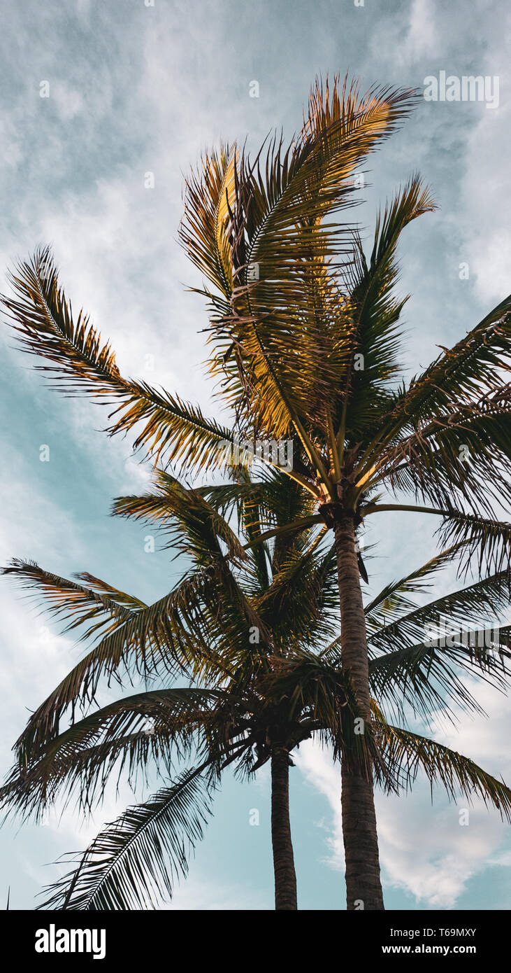 Palms, Coronado, Republic of Panamá Stock Photo - Alamy