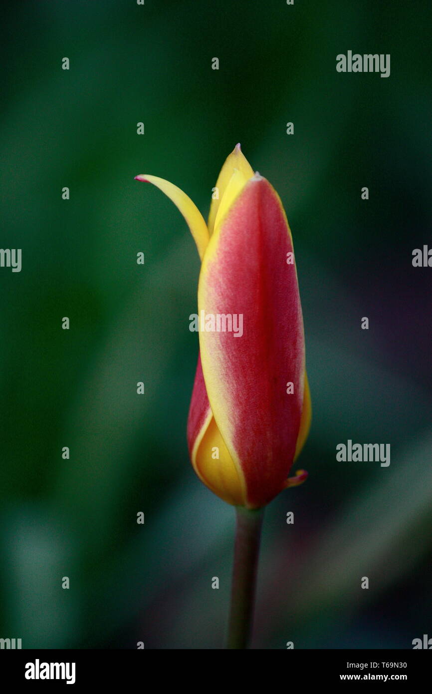 Light bloom hi-res stock photography and images - Alamy