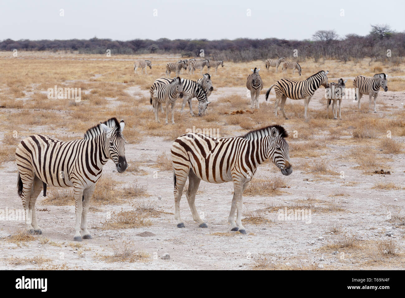 Zebra in african savanna Stock Photo - Alamy