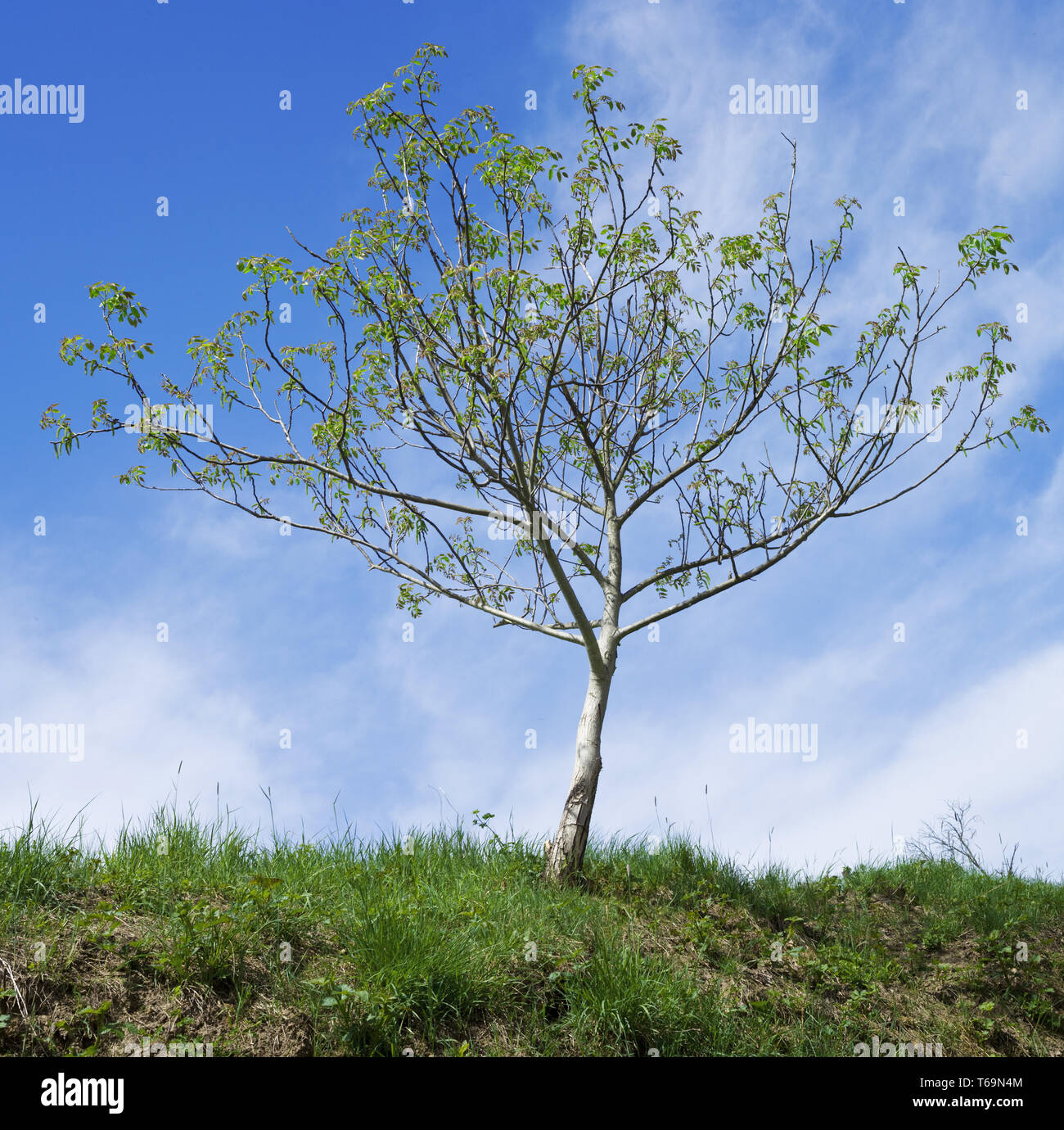 Agricultural tree hi-res stock photography and images - Alamy