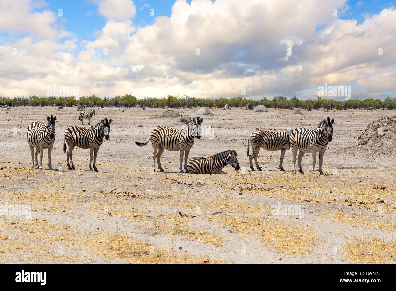 Zebra in african savanna Stock Photo - Alamy