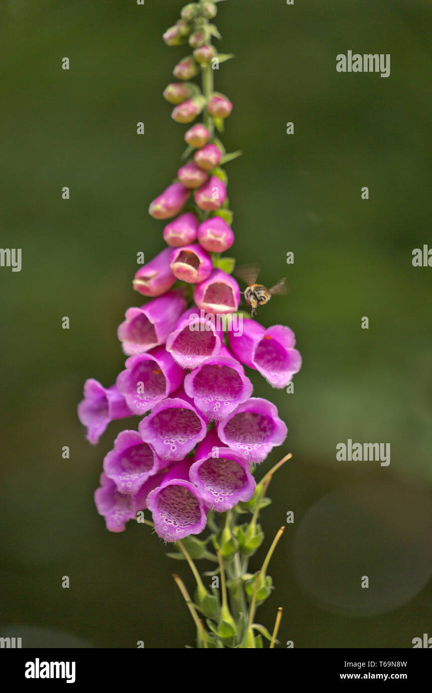 Red Foxgloves, Digitalis purpurea Stock Photo - Alamy