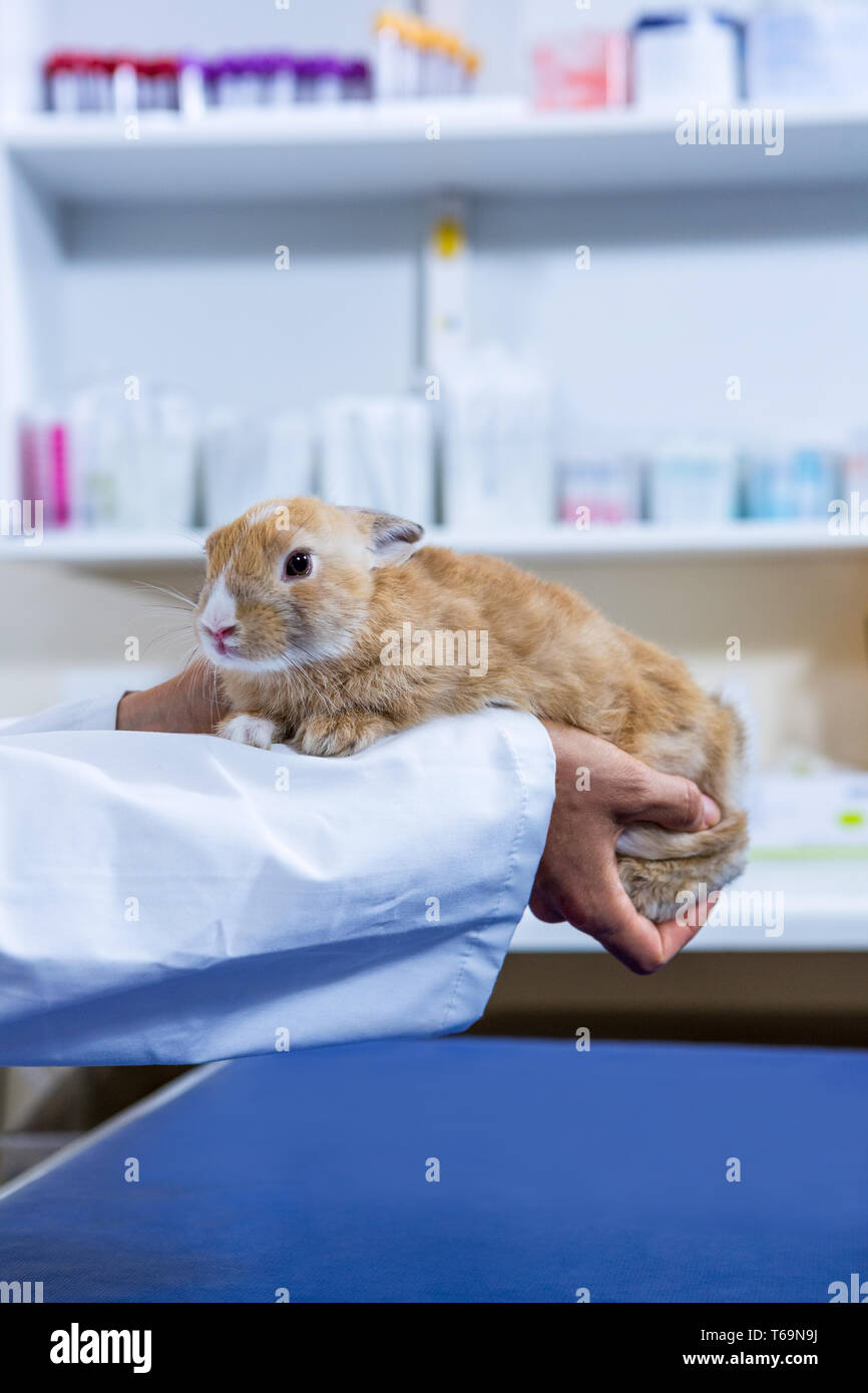 Worried rabbit hi-res stock photography and images - Alamy