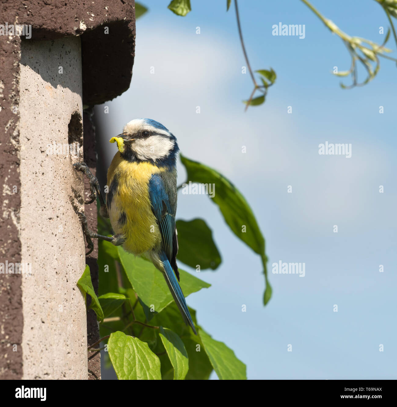 Cyanistes caeruleus caterpillar hi-res stock photography and images - Alamy