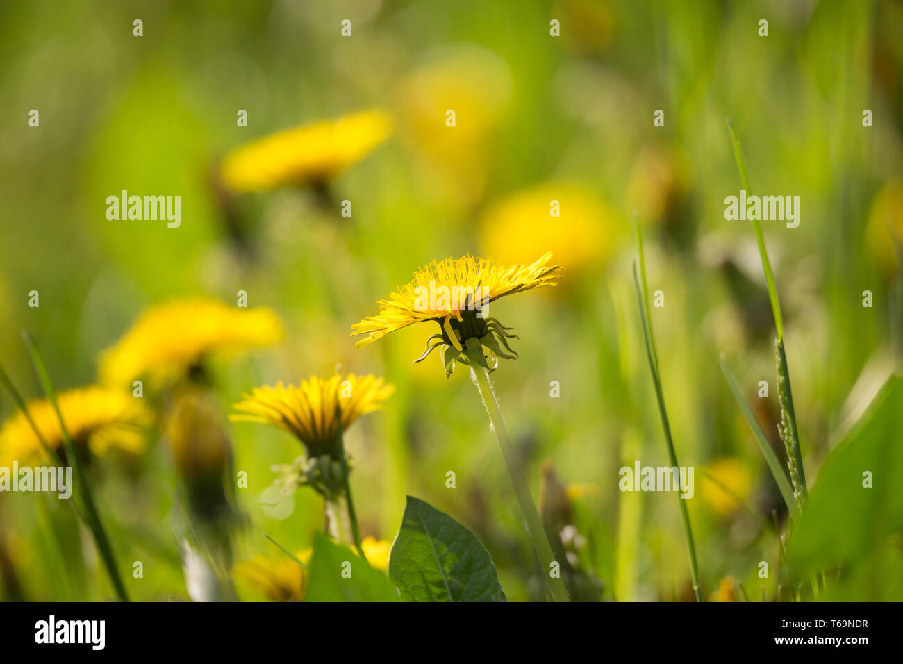 spring flowers dandelions Stock Photo - Alamy