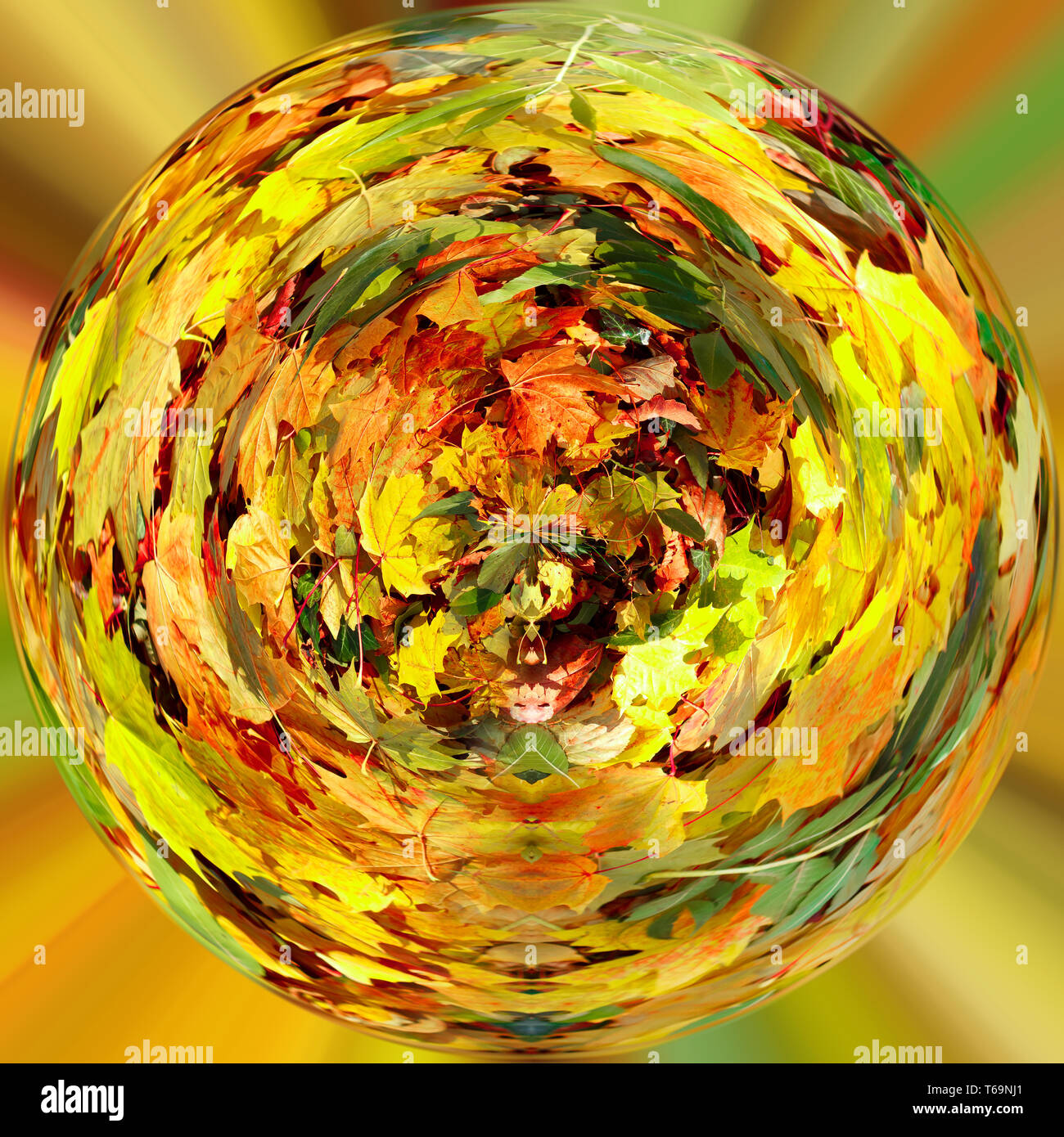 Fall orange autumn leaves on ground background Stock Photo - Alamy