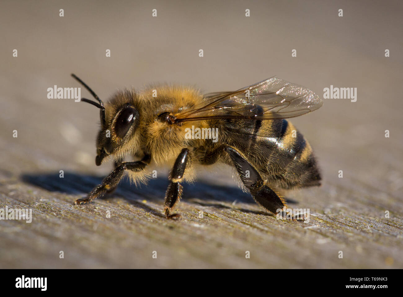 Honeybee honey bee hi-res stock photography and images - Alamy