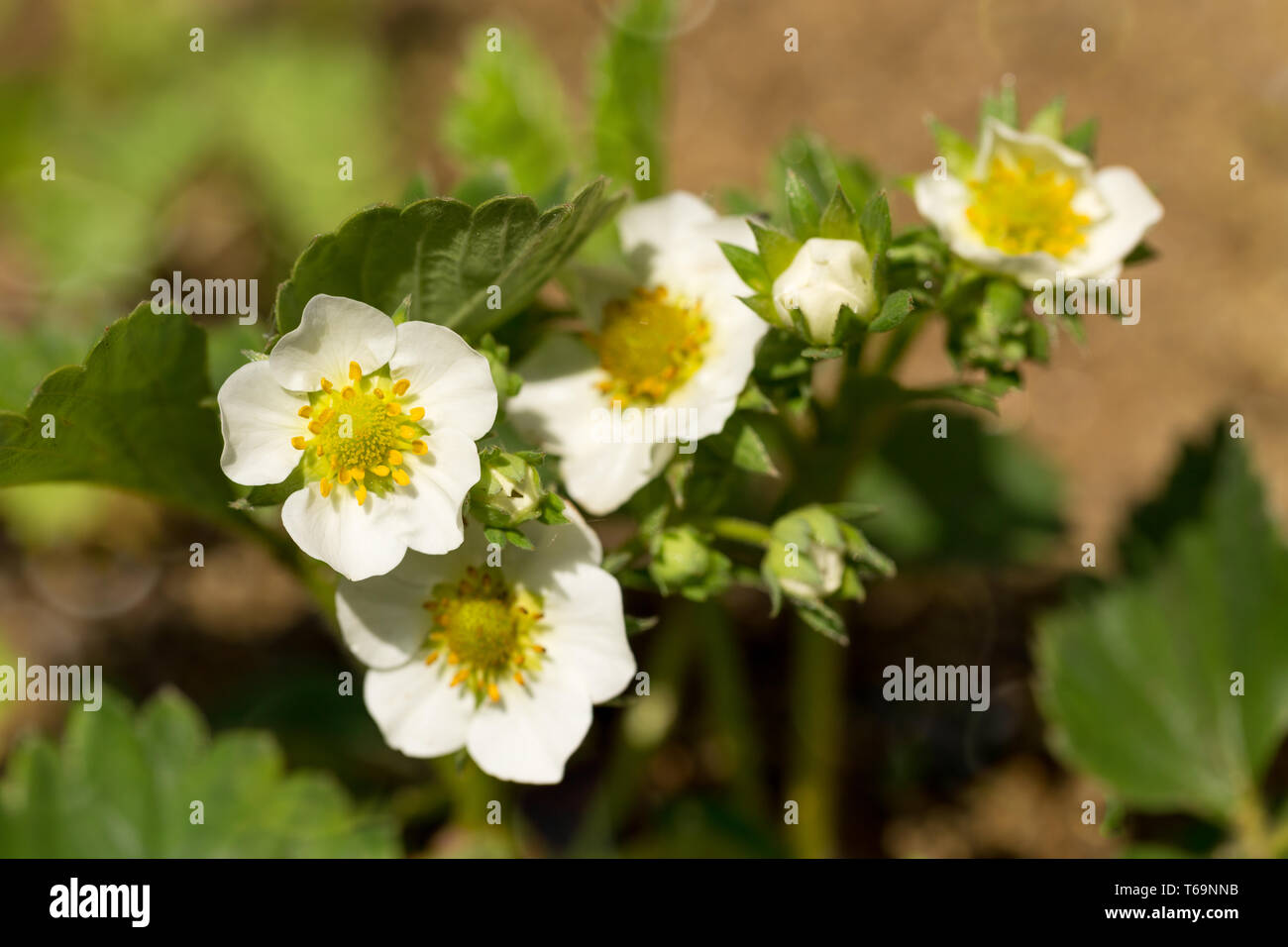 Woodland strawberry flowering Stock Photo - Alamy