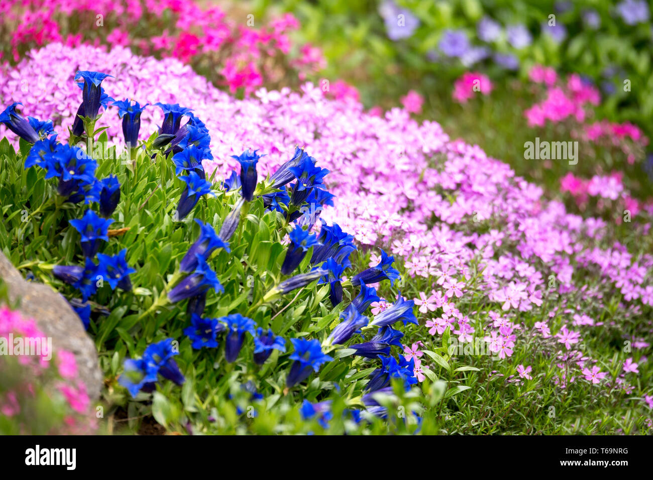 Trumpet gentian, blue spring flower in garden Stock Photo - Alamy