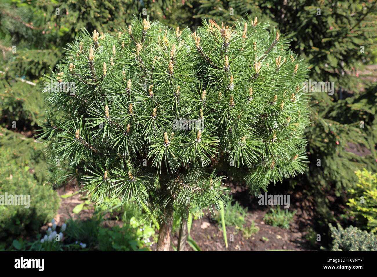 Small coniferous tree hi-res stock photography and images - Alamy
