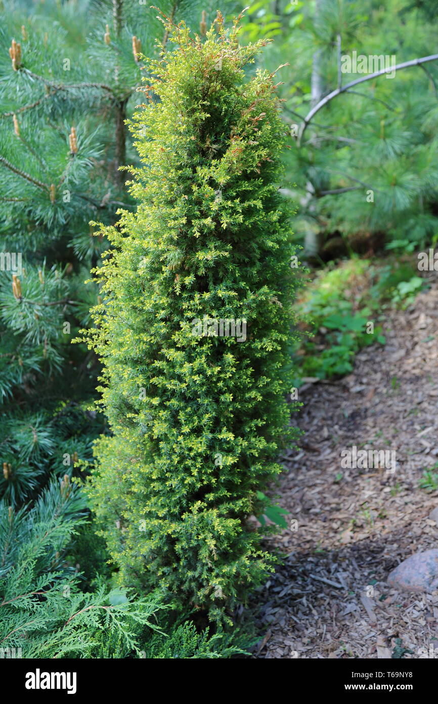 Mini spruce tree hi-res stock photography and images - Alamy