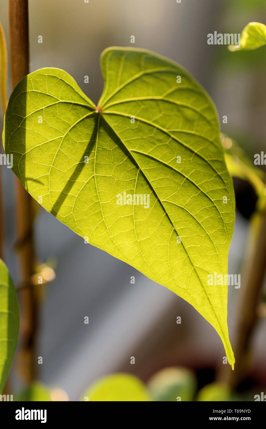 Moon flower hi-res stock photography and images - Alamy