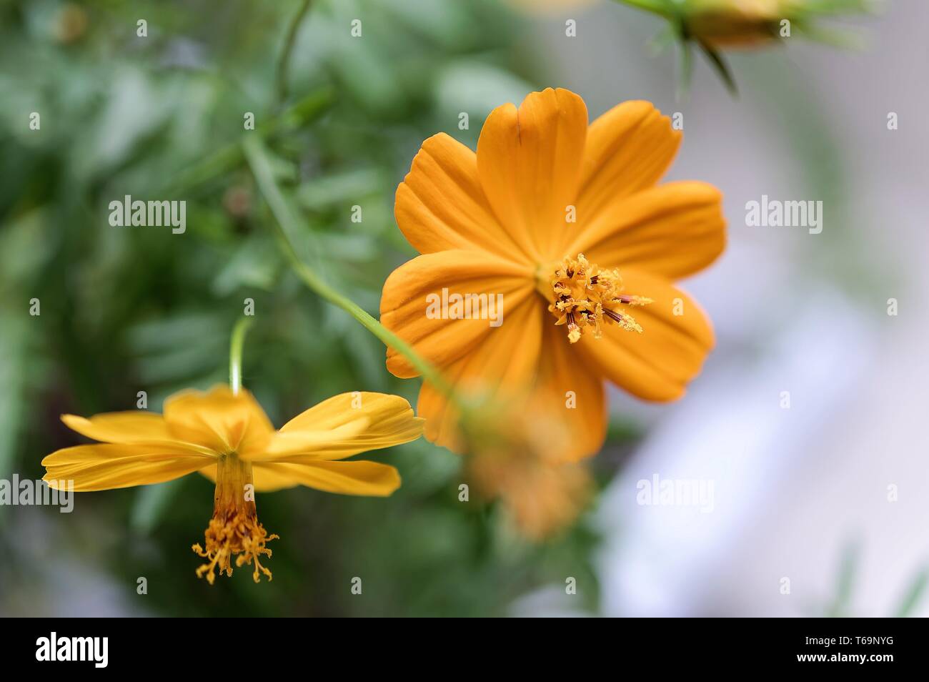 Sulfur Cosmos, Yellow Cosmos (Cosmos sulphureus Stock Photo - Alamy