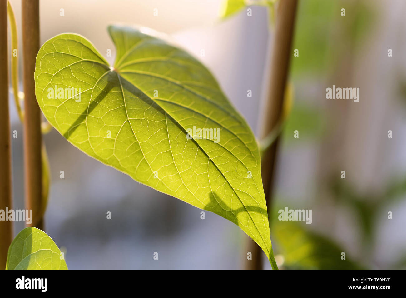 Moon flower hi-res stock photography and images - Alamy