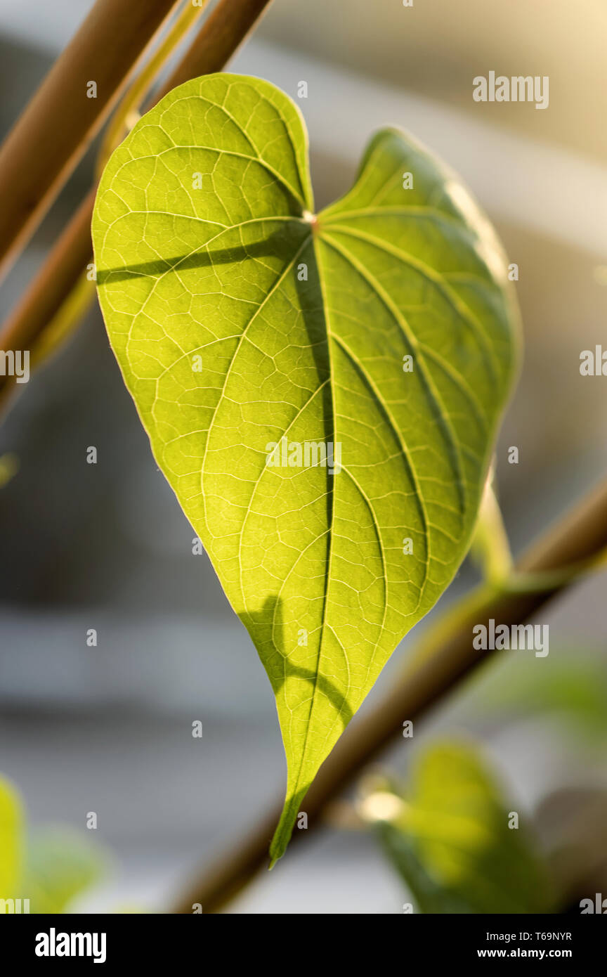 Leaf of a moon-flower Stock Photo - Alamy