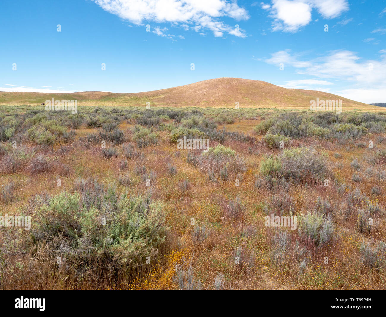 Carizzo Plain National Monument on sunny spring day, Kern County ...